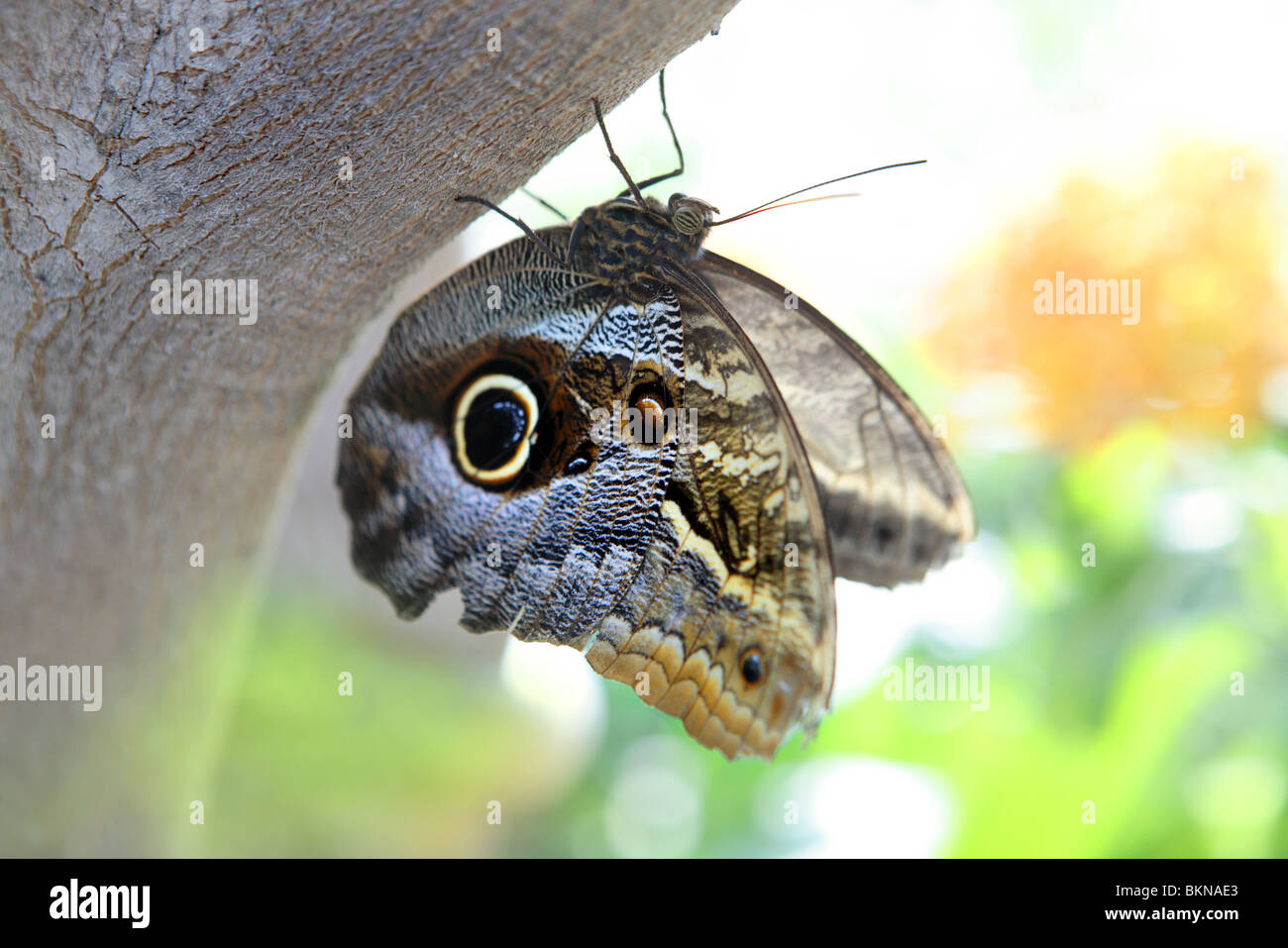 OWL BUTTERFLY (CALIGO MEMNON Stock Photo - Alamy