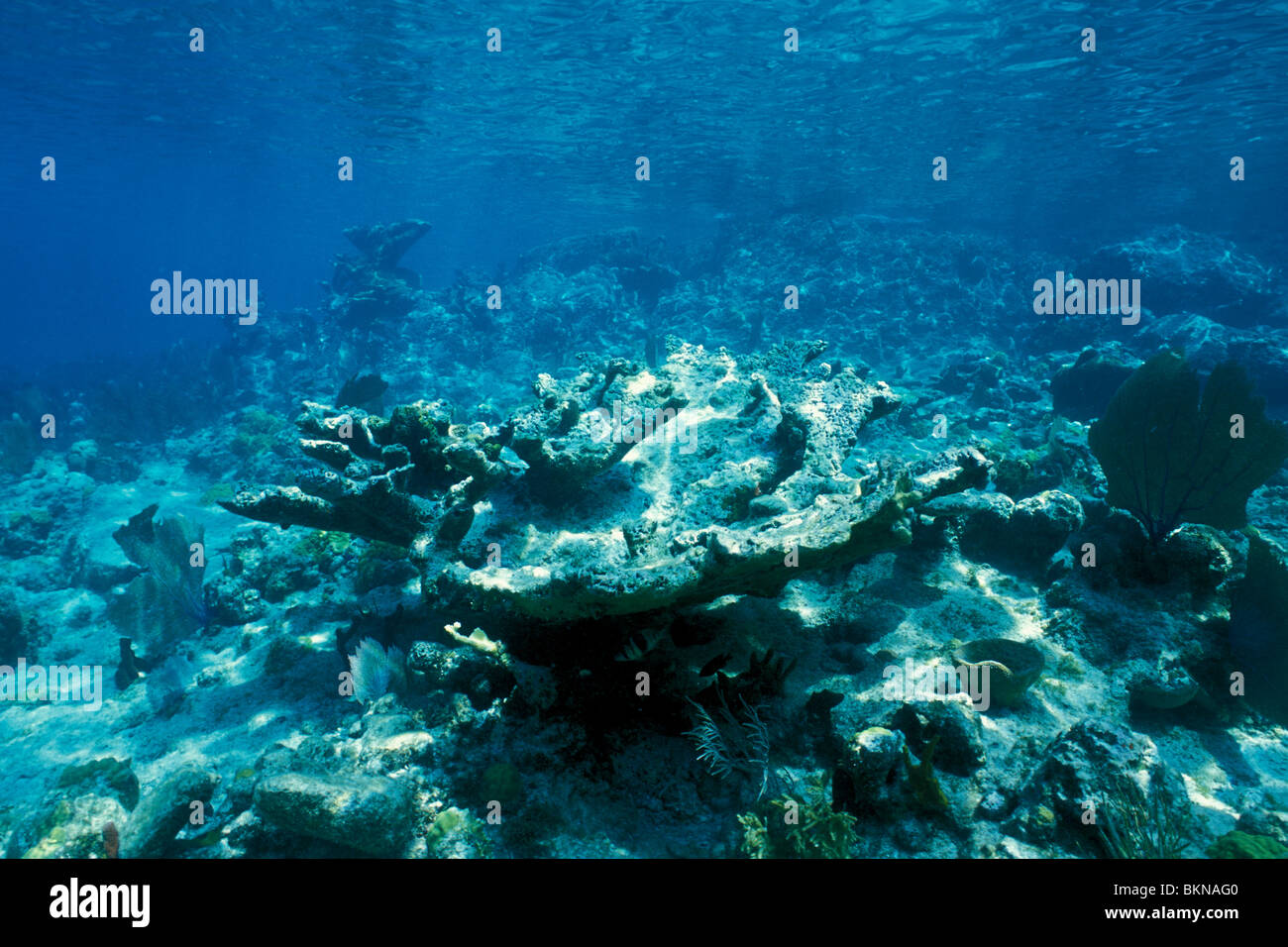 Dying coral caribbean hi-res stock photography and images - Alamy