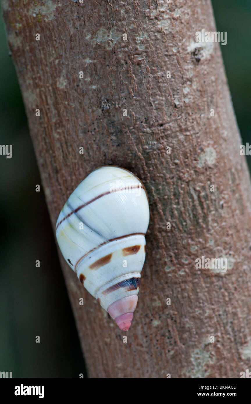 Everglades Tree Snail: Liguus fasciatus. Everglades, Florida, USA Stock ...