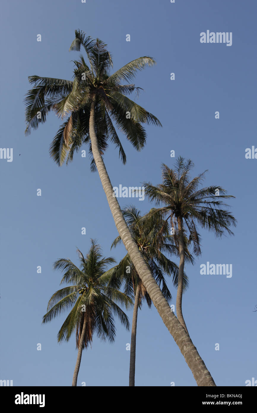 Coconut palm tree, Cambodia Stock Photo - Alamy