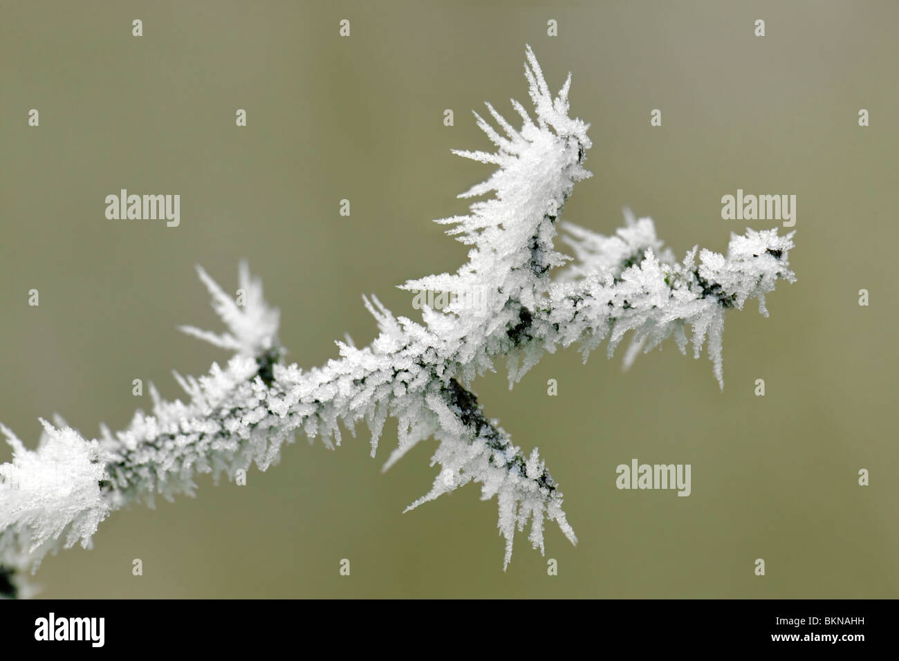 Close up wintry scene of spiky hoar frost on a frozen branch plant ...