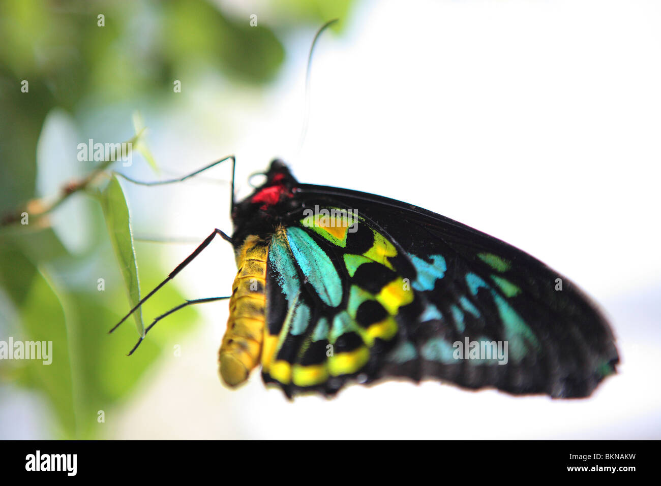 Colourful butterfly photos hi-res stock photography and images - Alamy