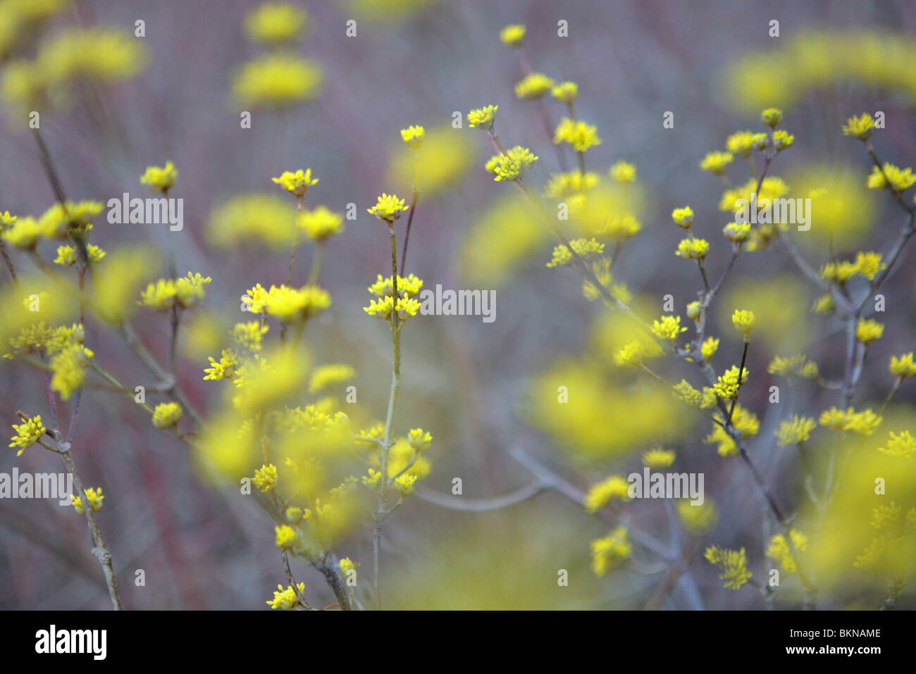 JAPANESE CORNEL DOGWOOD 'KINTOKI' (CORNUS OFFICINALIS) IN EARLY APRIL ...
