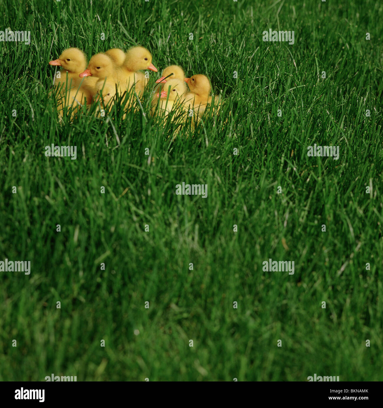 Six baby ducklings in the grass Stock Photo - Alamy