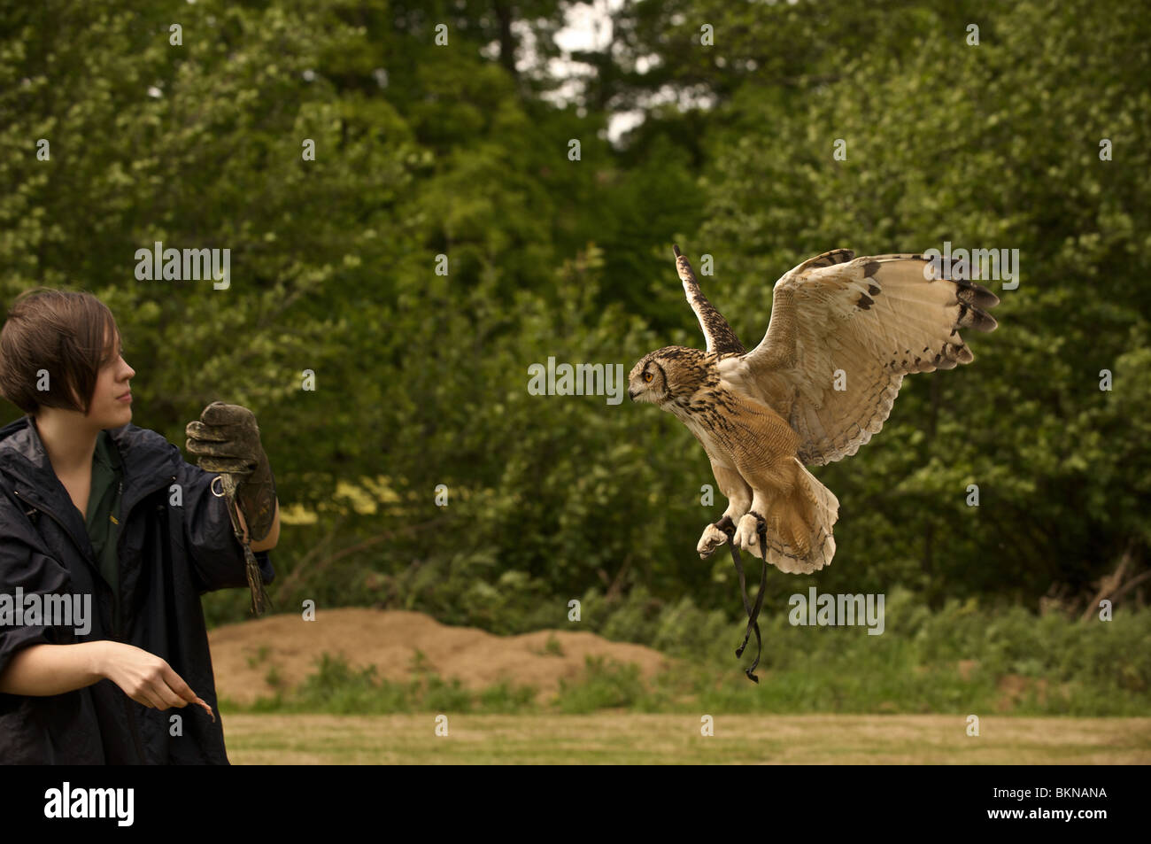 Handler training hi-res stock photography and images - Alamy