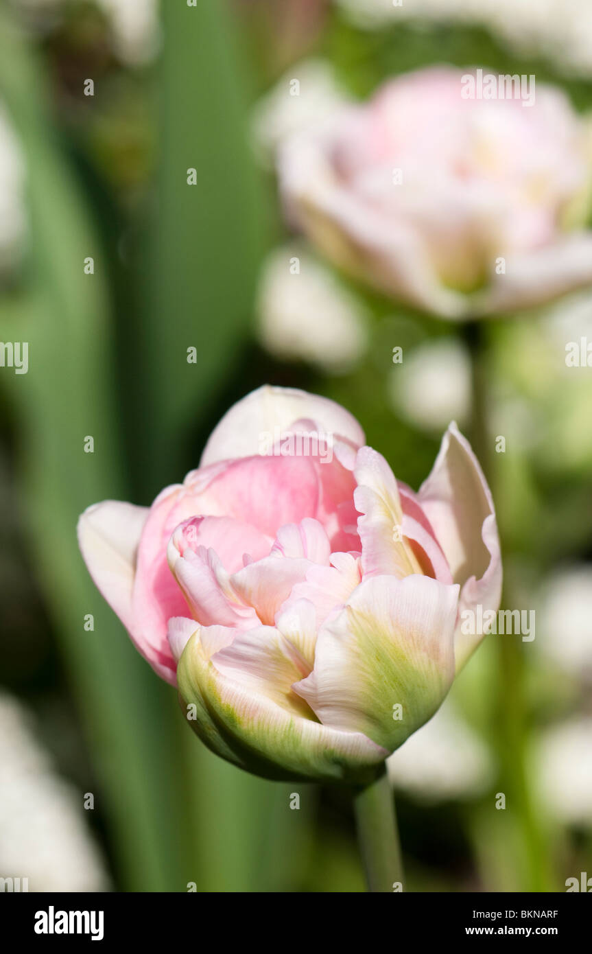Double tulip angelique hi-res stock photography and images - Alamy