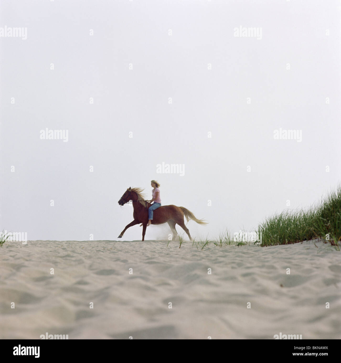 Blonde woman horse on beach hi-res stock photography and images - Alamy