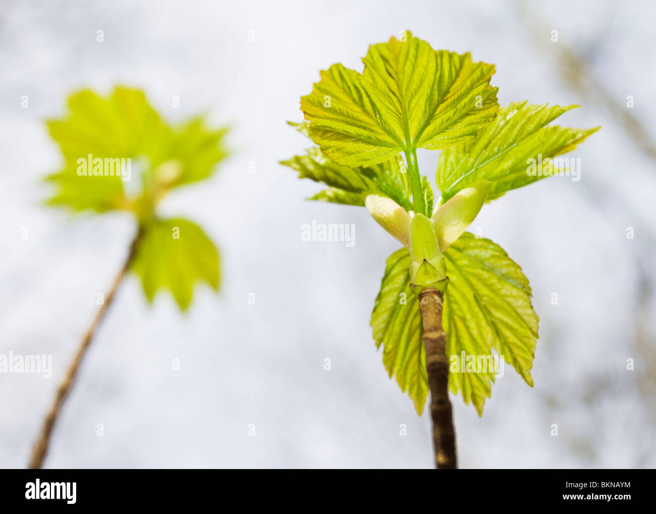 Silver Birch leaves erupting in spring in a wood near the town of ...