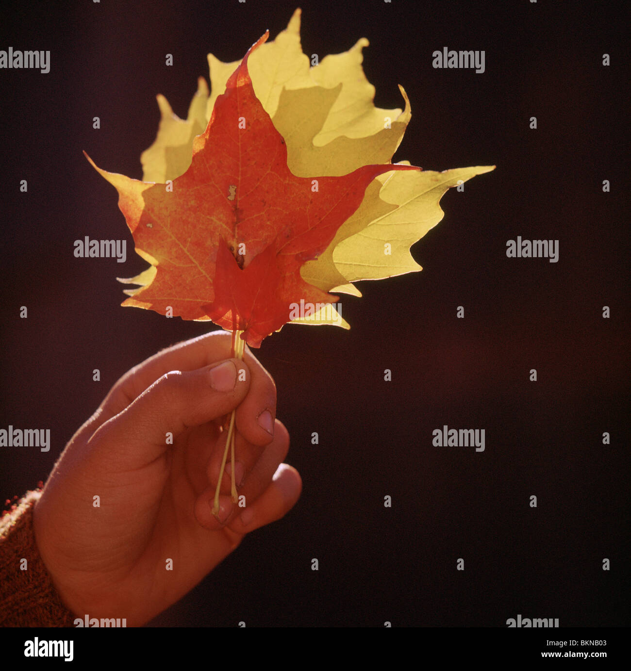 Hand with a leaf hi-res stock photography and images - Alamy