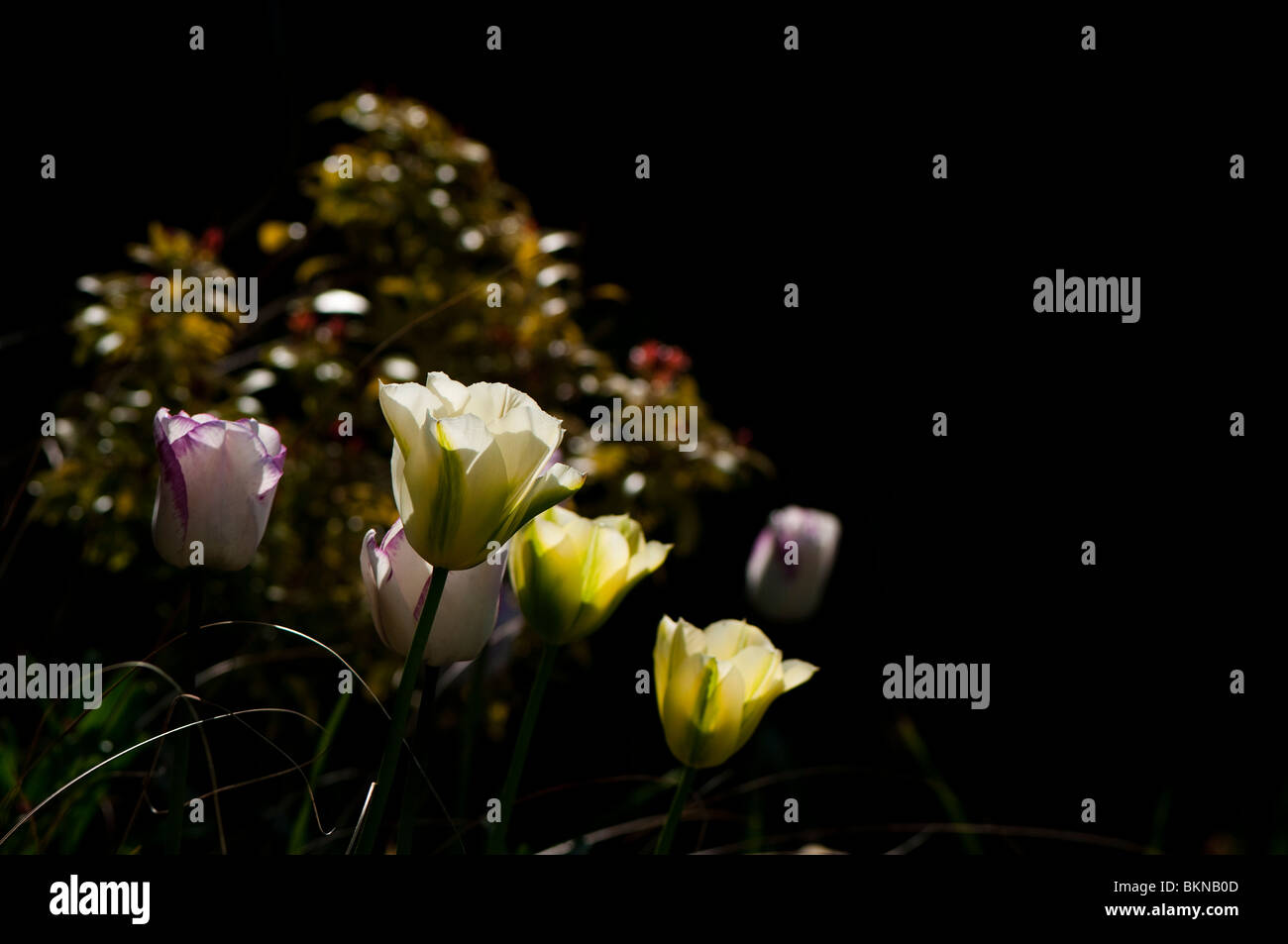 Tulipa 'Spring Green' (viridiflora tulip) and Tulipa 'Shirley' (triumph ...