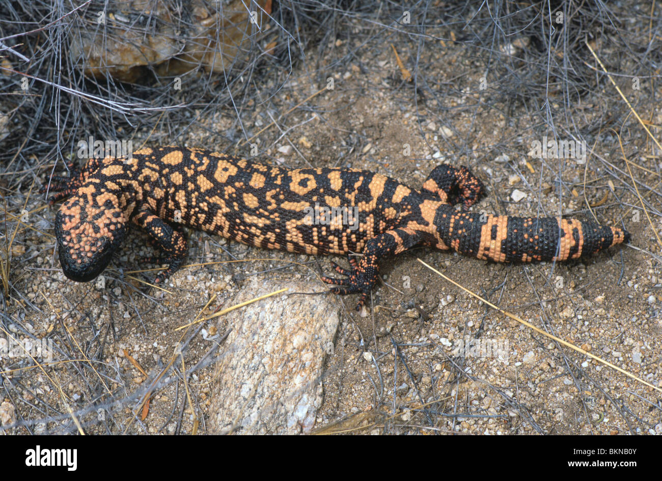 Banded Gila Monster