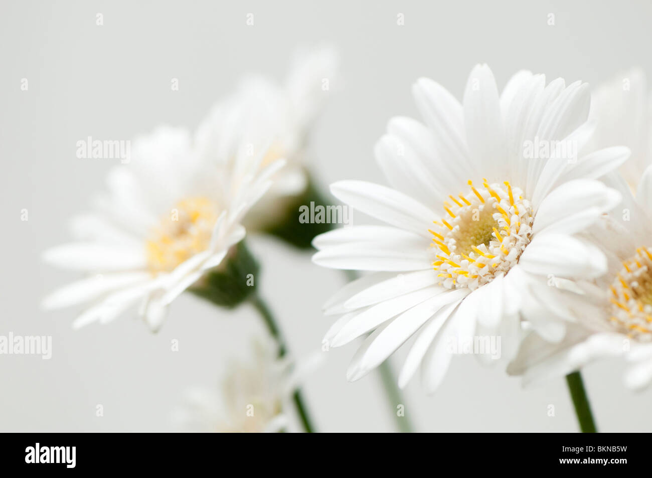 Hardy gerbera hi-res stock photography and images - Alamy