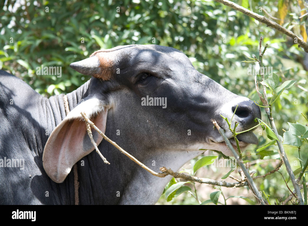 A bull feeding of leaves, San Salvador El Salvador Stock Photo - Alamy