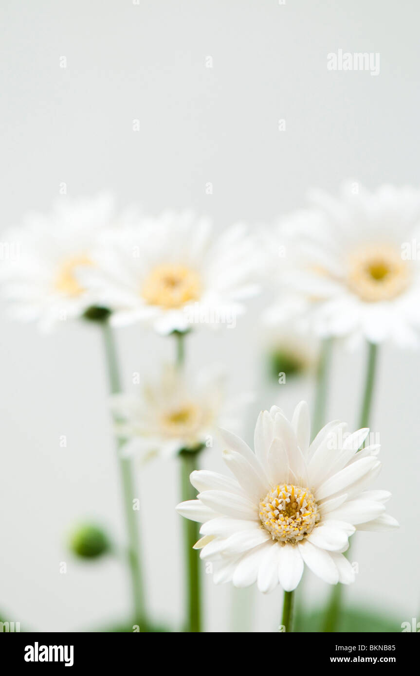 Gerbera Everlast White ('Amgerbwhi') in flower Stock Photo - Alamy