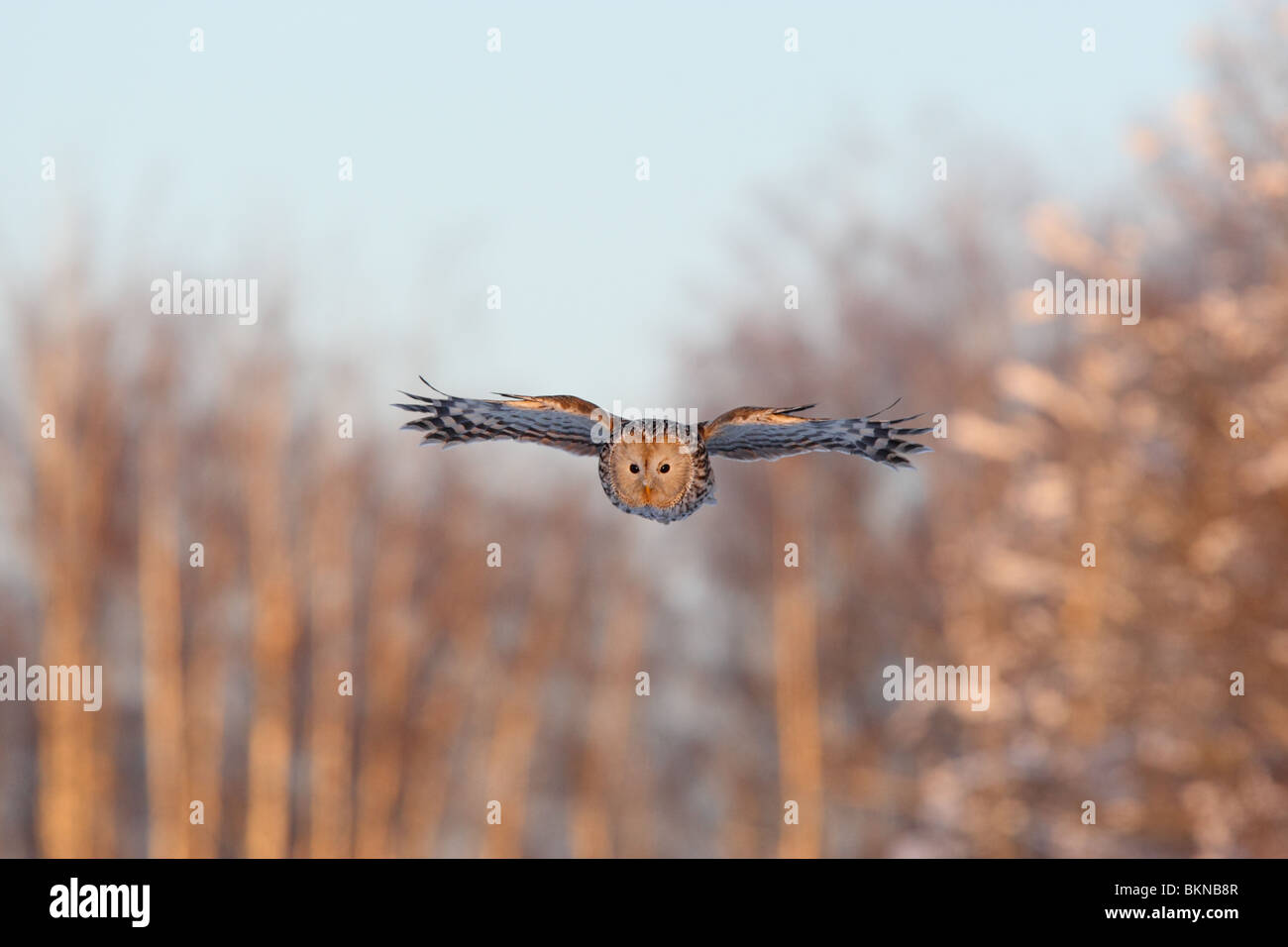 Hunting in flight hi-res stock photography and images - Alamy