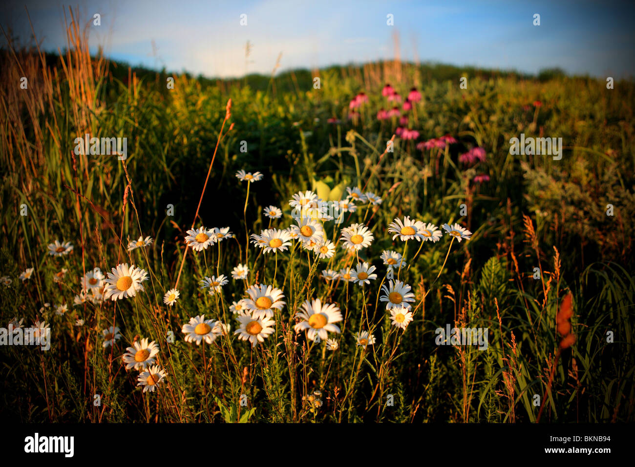 Tall grasses in the prairies hi-res stock photography and images - Alamy