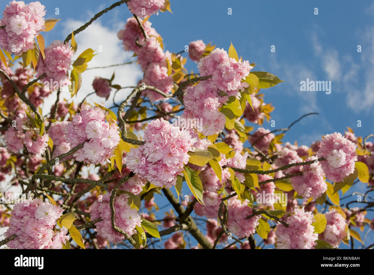 Pink blossom on a domestic prune tree in Hyde Park, London, UK, May ...