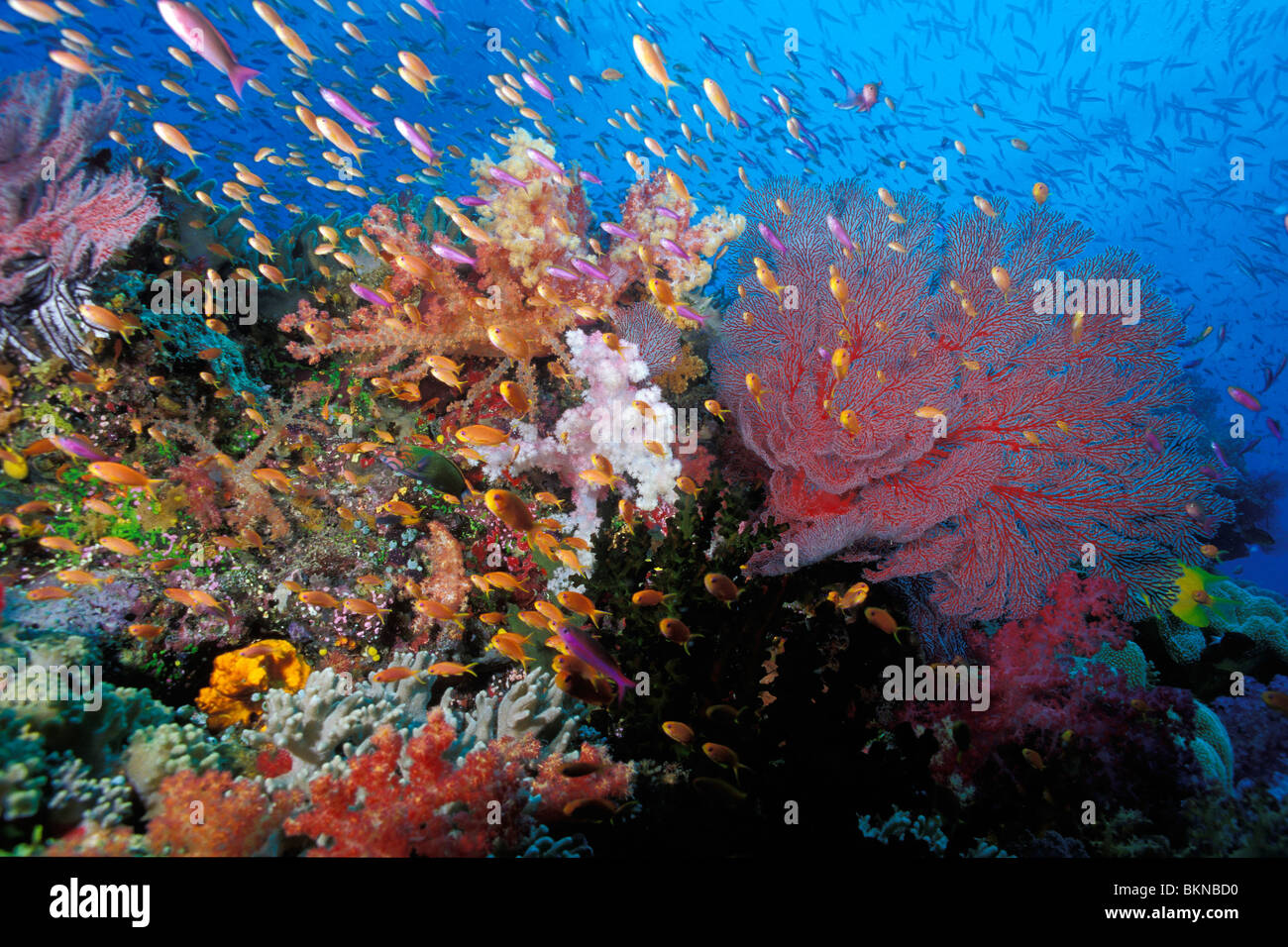 Tropical coral reef, Fiji, Pacific Ocean Stock Photo - Alamy