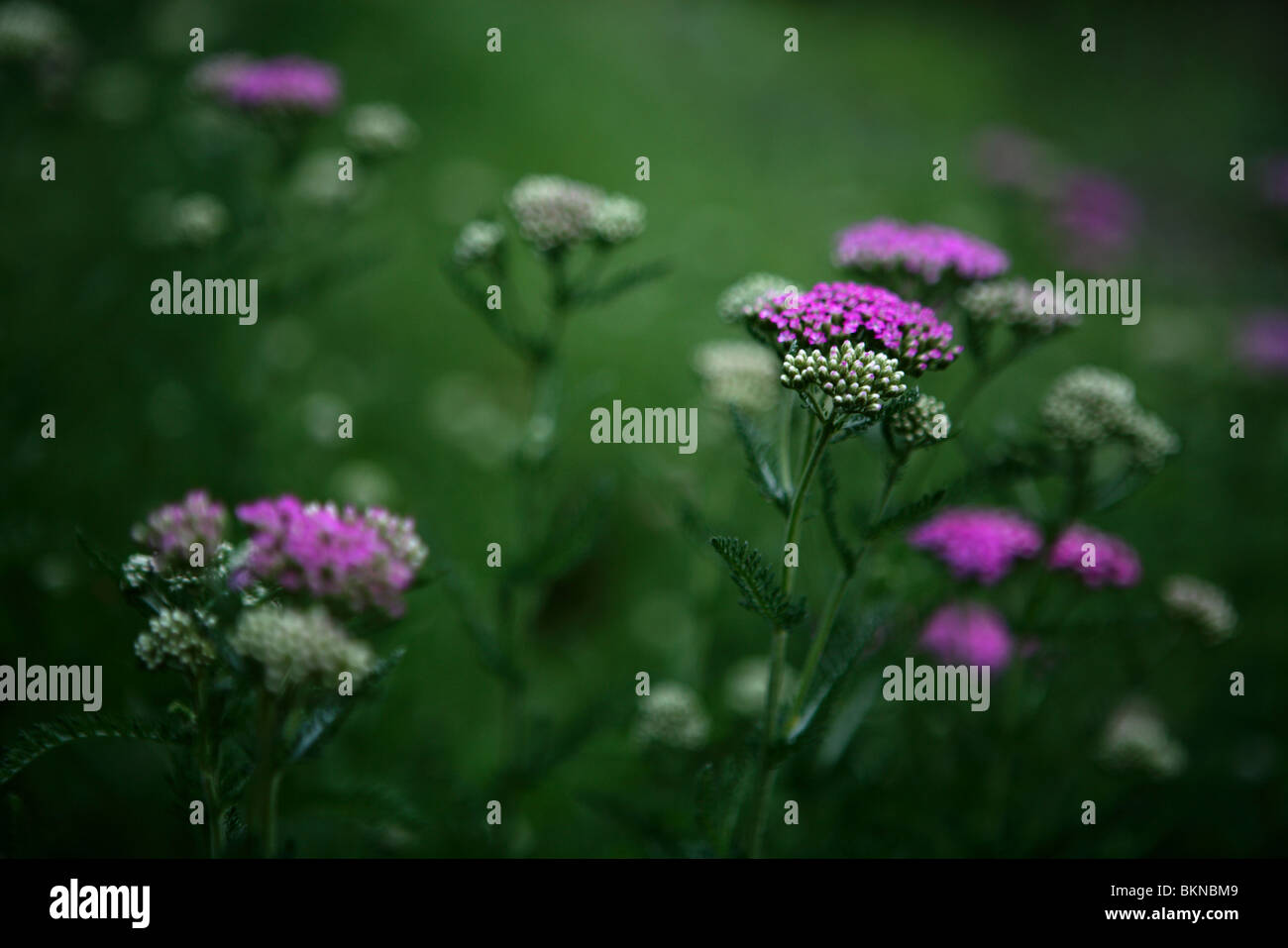 YARROW, ACHILLEA MILLEFOLIUM, NORTHERN ILLINOIS PRAIRIE Stock Photo - Alamy
