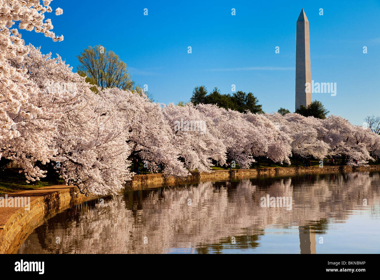 Flowering trees washington monuments hi-res stock photography and ...