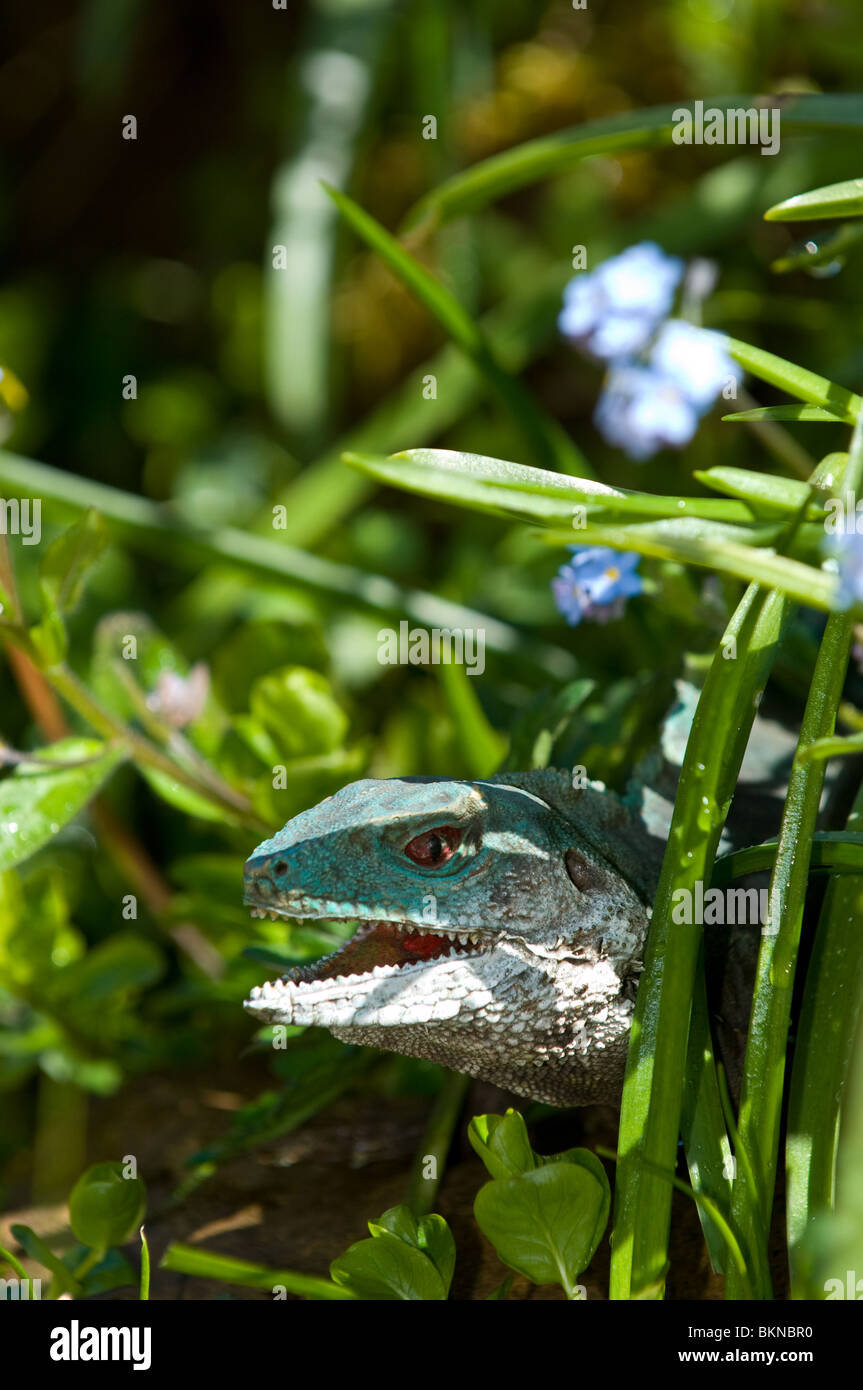 White and green plastic toy lizard hiding amongst some garden plants ...