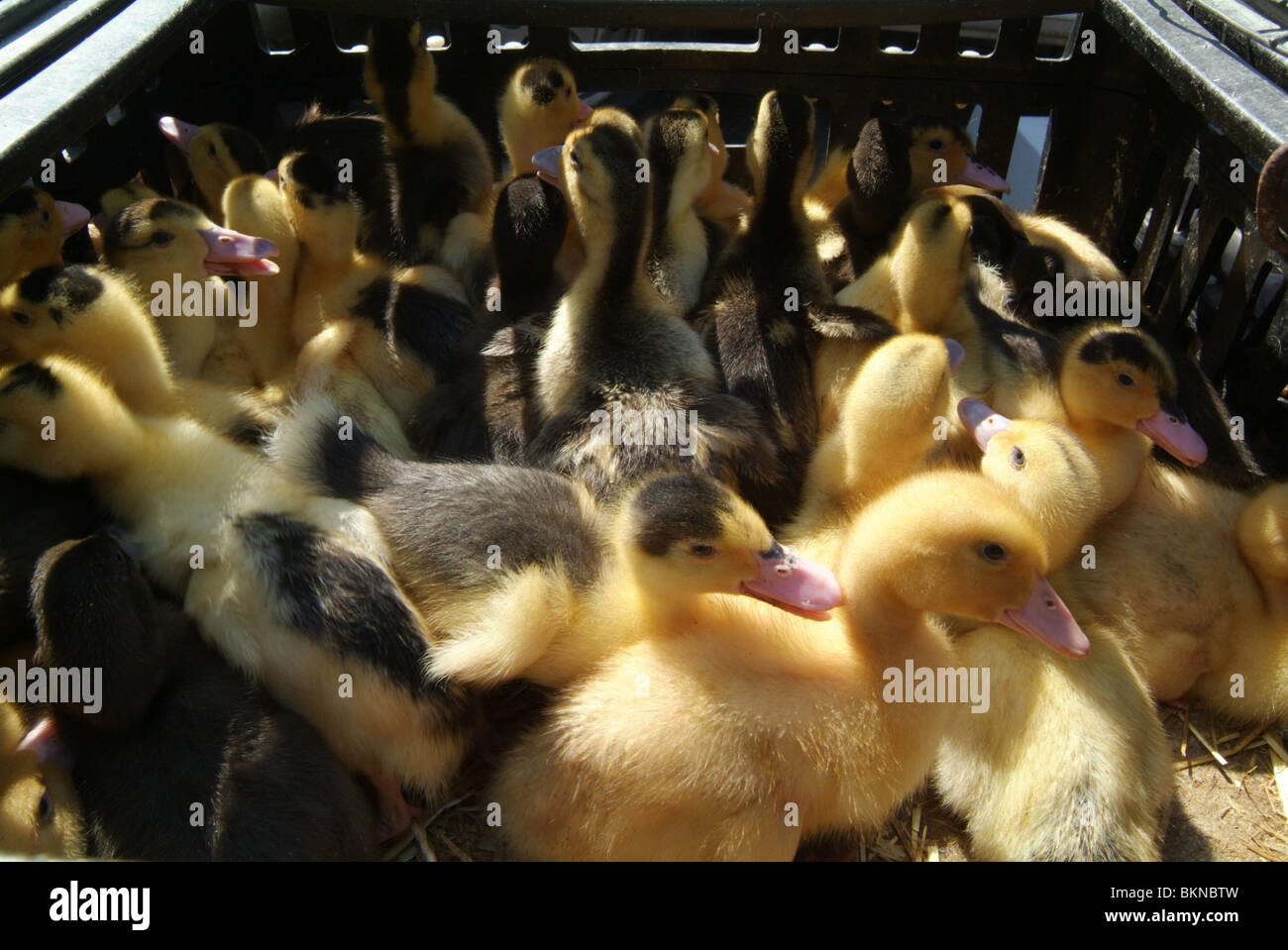Baby Chicks squeezed into a box at a market in France Stock Photo - Alamy