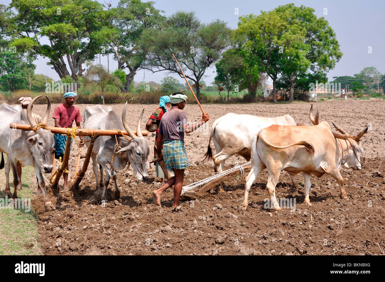 Peasant farmers ploughing hi-res stock photography and images - Alamy