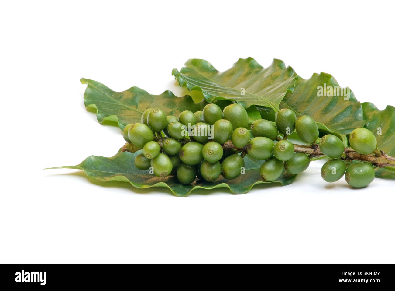 Green coffee cherries on white background Stock Photo - Alamy
