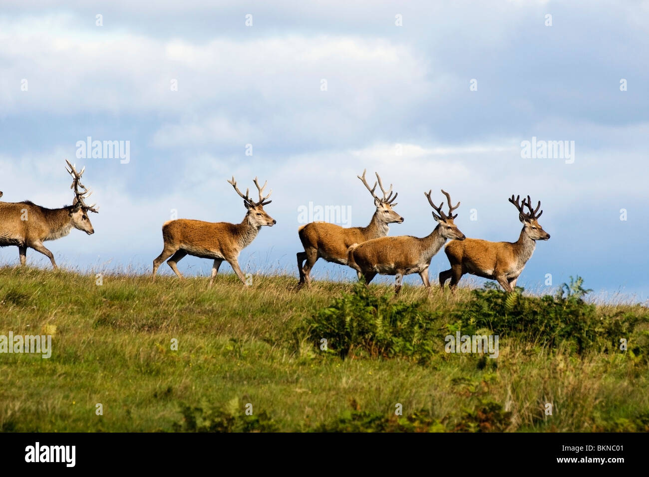 Islay hill hi-res stock photography and images - Alamy