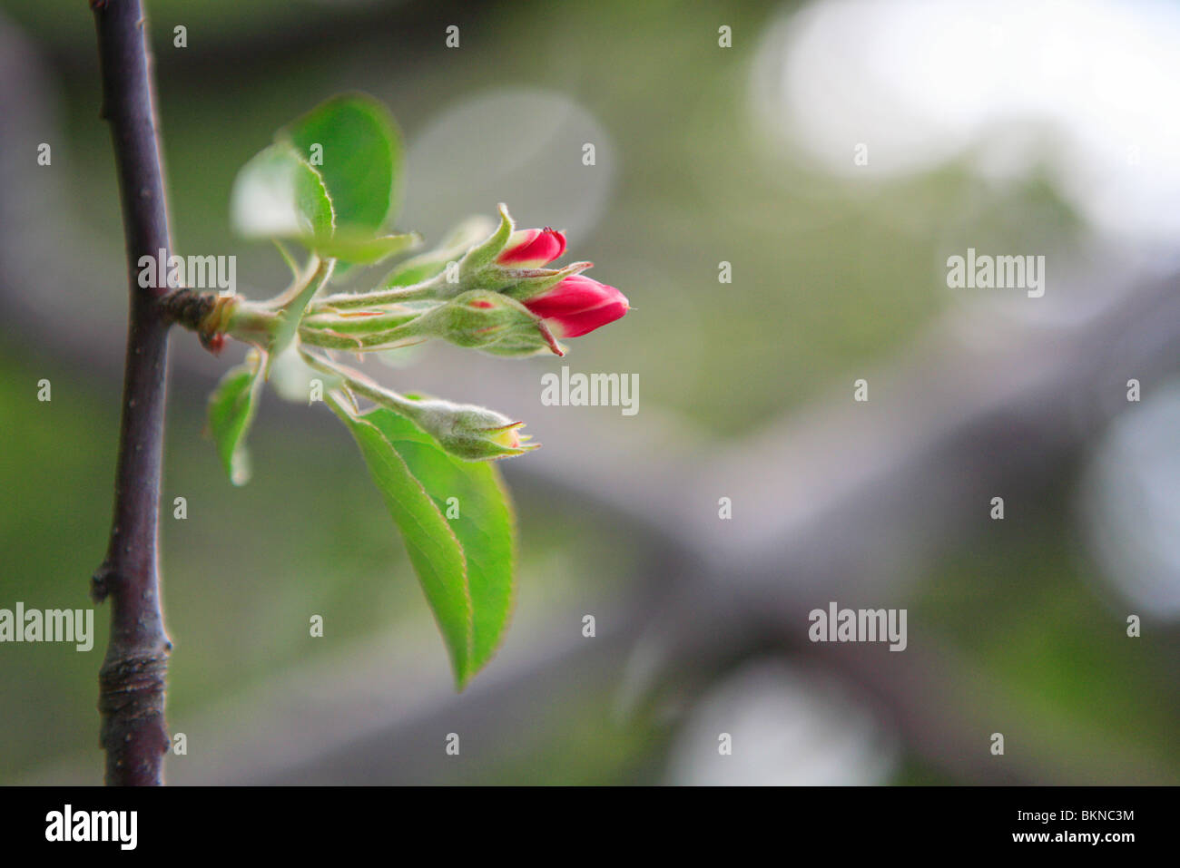 APLLE FLOWER BUD (MALUS 'PRIMA') IN MAY IN NORTHERN ILLINOIS, UNITED ...