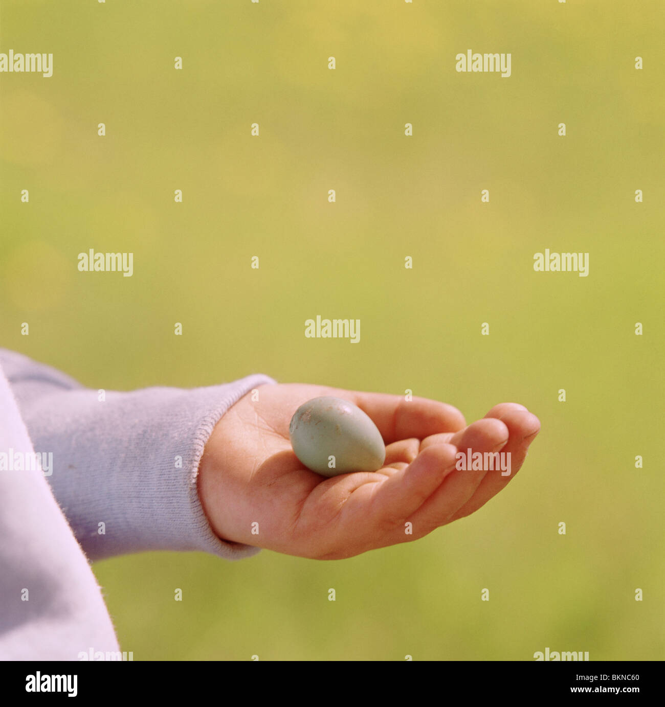 Close-up of a child’s hand holding a blue egg belonging to a Robin ...
