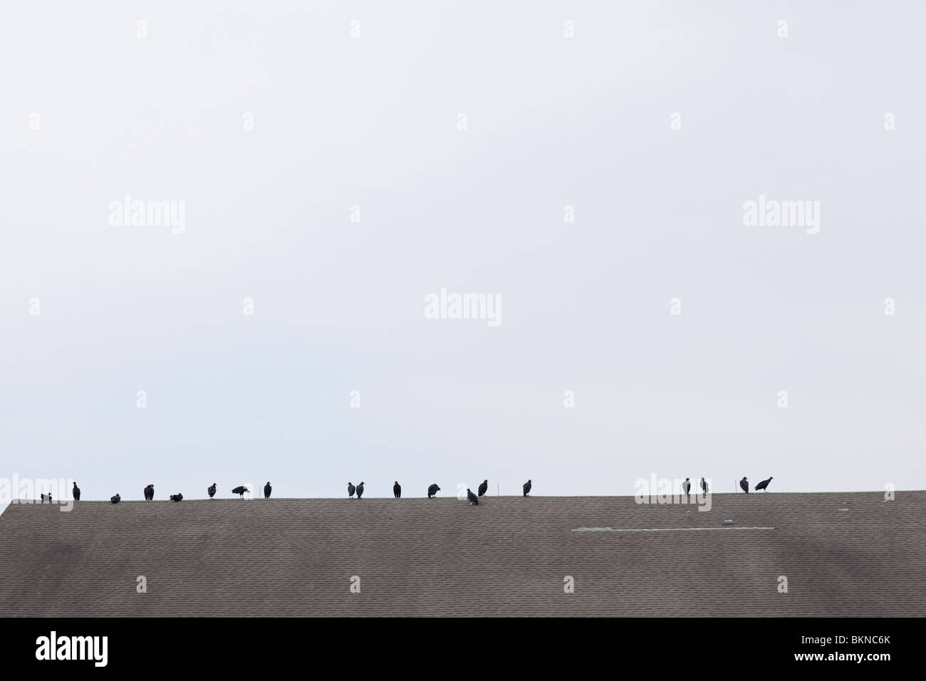 A flock of migrating black vultures roosting on a barn roof in Virginia ...