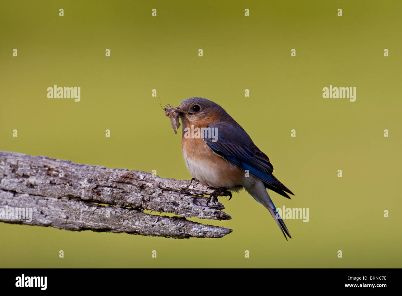 Female Eastern bluebird with a moth for her chicks in early May Stock ...