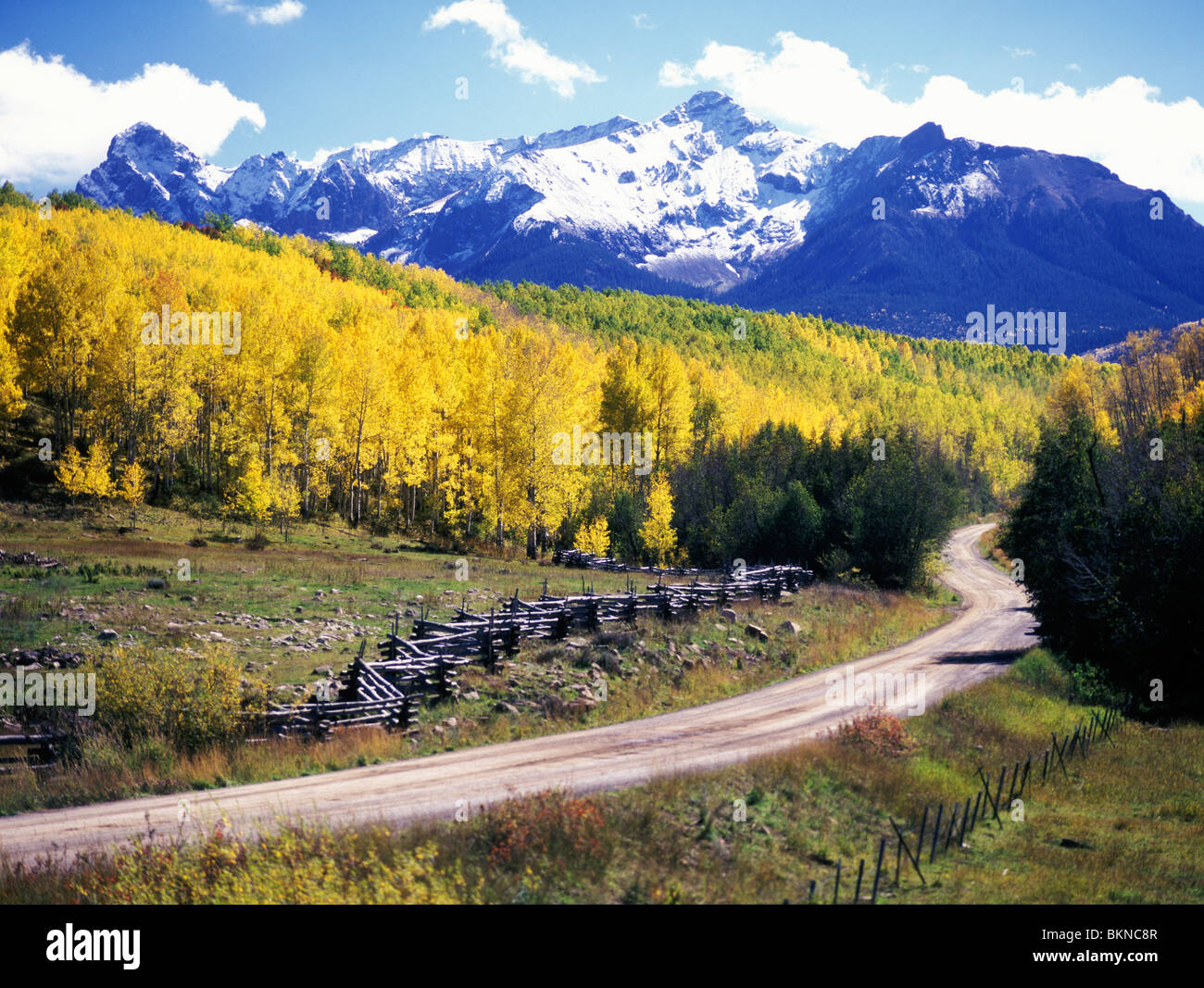 Country dirt road, pole fence and grove of golden aspen trees (Populus ...