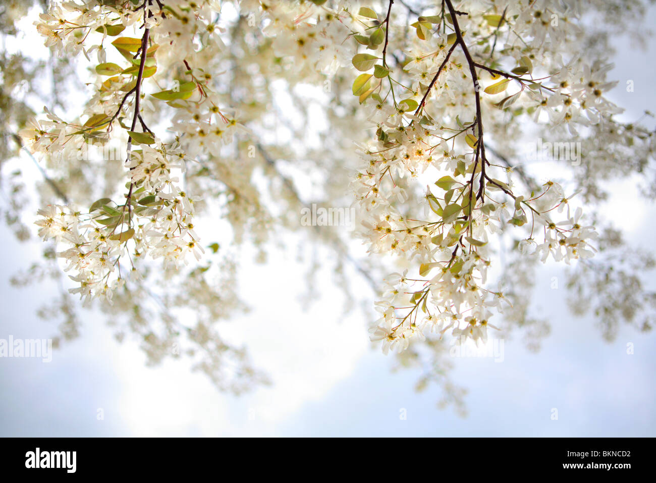 CUMULUS SERVICEBERRY (AMELANCHIER LAEVIS 'CUMULUS') BLOOMING IN SPRING ...