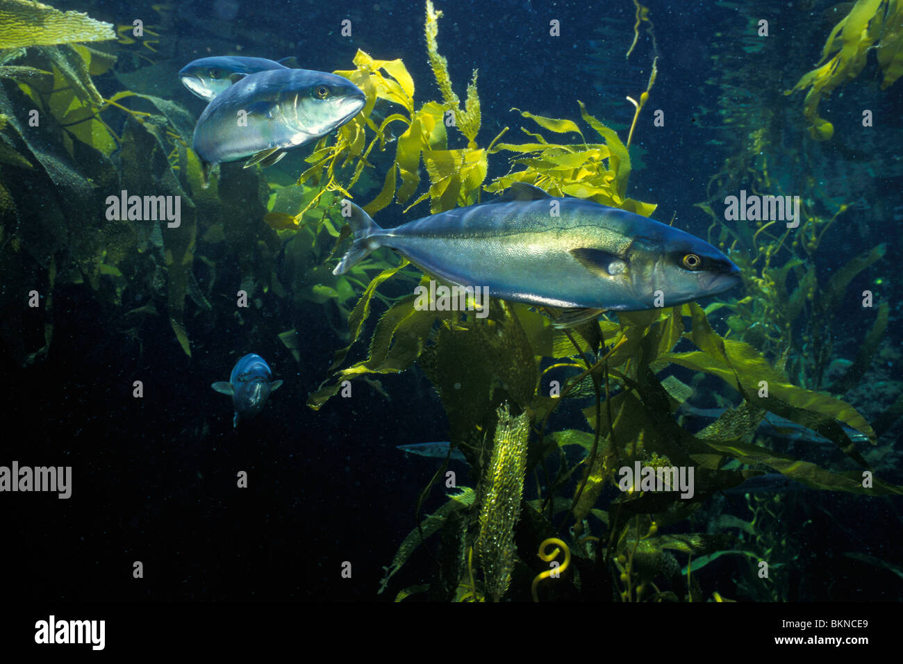 Yellowtail, Seriola lalandi, California, Pacific Ocean Stock Photo - Alamy
