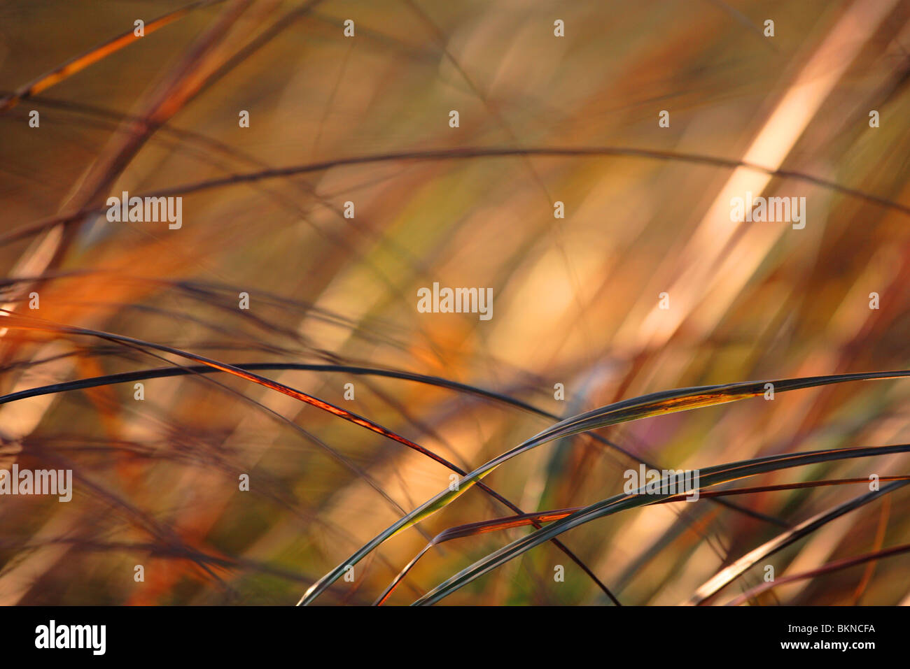 Grasses waving in the wind hi-res stock photography and images - Alamy