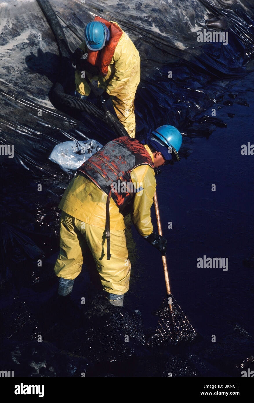 Bp disaster bird hi-res stock photography and images - Alamy