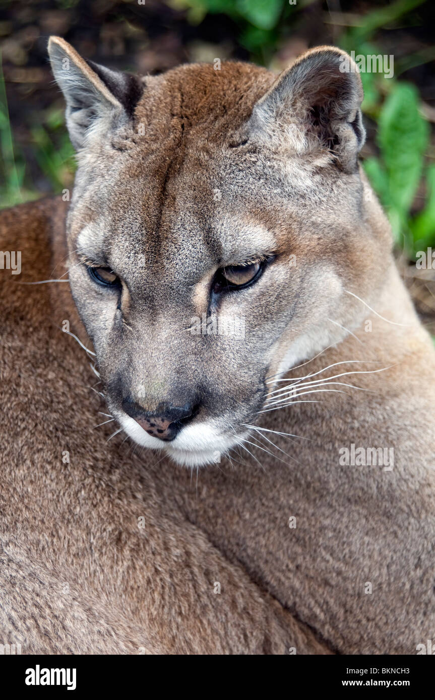 Cougar - Puma concolor Stock Photo - Alamy