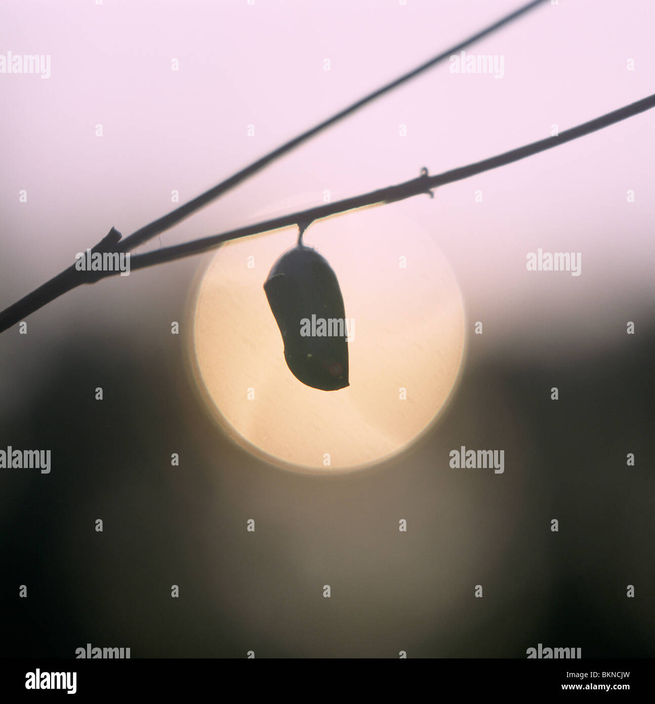 Chrysalis of a Monarch Butterfly with moon in the background Stock ...