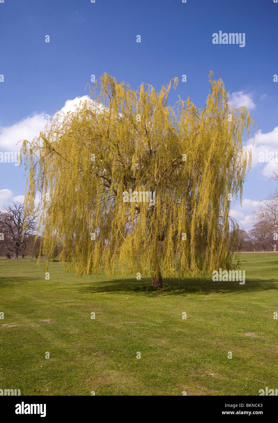 Weeping willow tree hi-res stock photography and images - Alamy