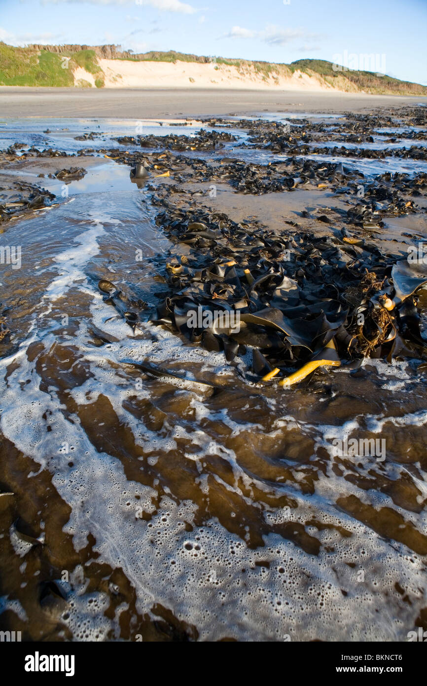 Kelp on beach hi-res stock photography and images - Alamy