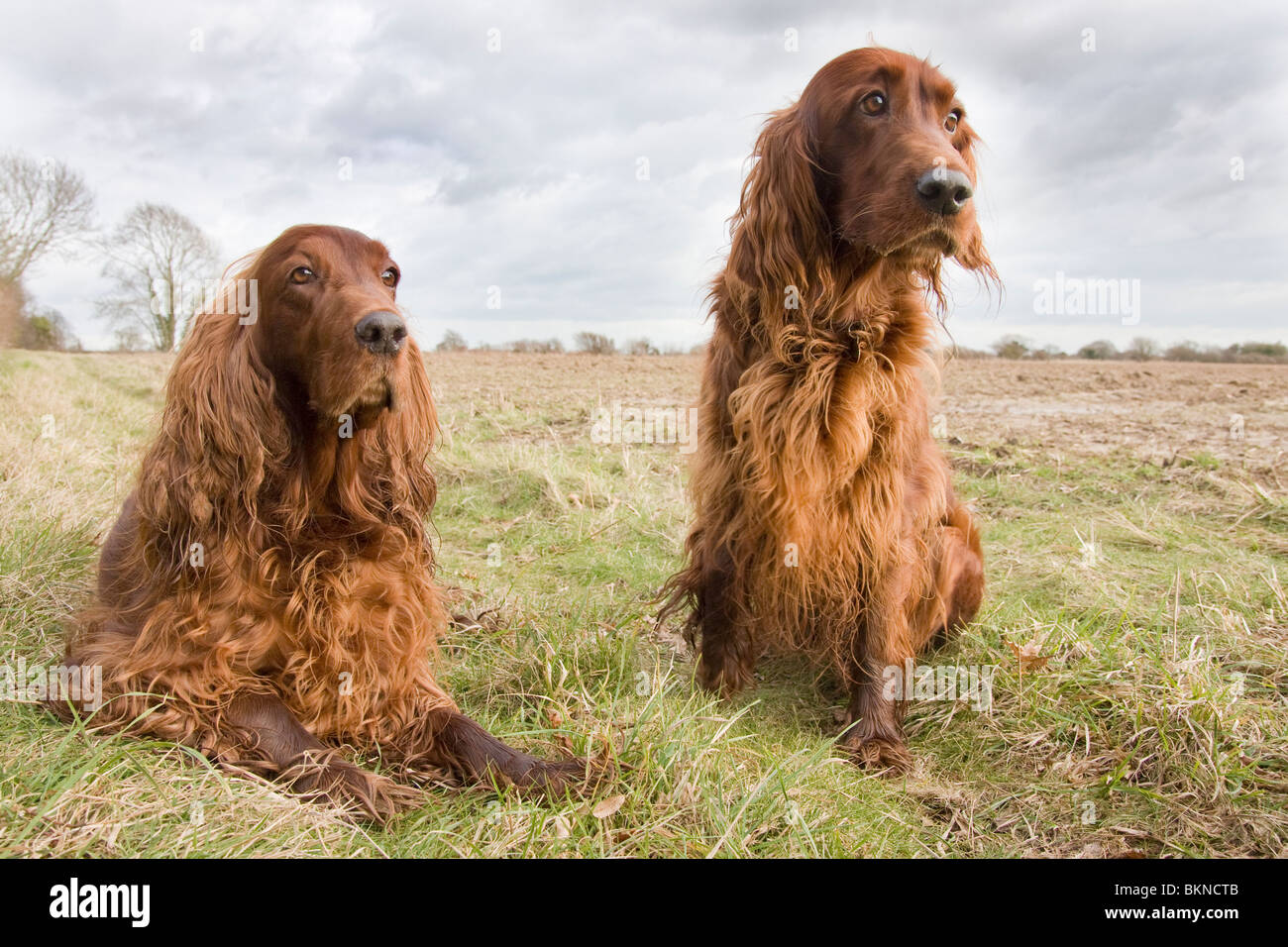 two irish red setters sitting in muddy field Stock Photo - Alamy