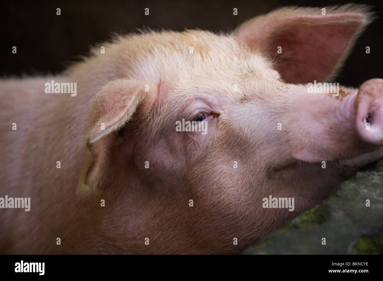 Pigs Nose Close Up Stock Photos & Pigs Nose Close Up Stock Images - Alamy