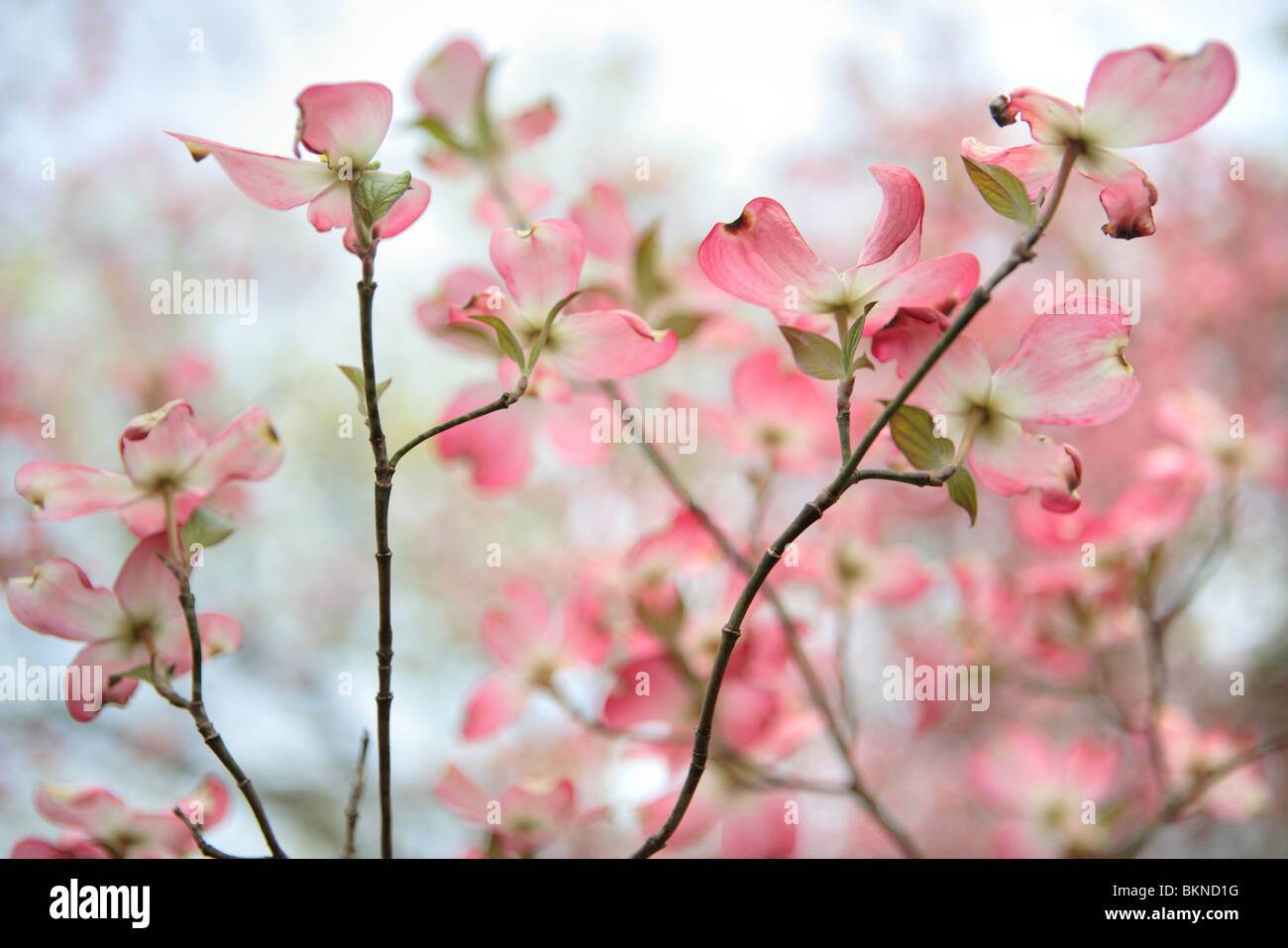 DOGWOOD (CORNUS FLORIDA 'SWEETWATER RED') FLOWER IN SPRING IN NORTHERN ...