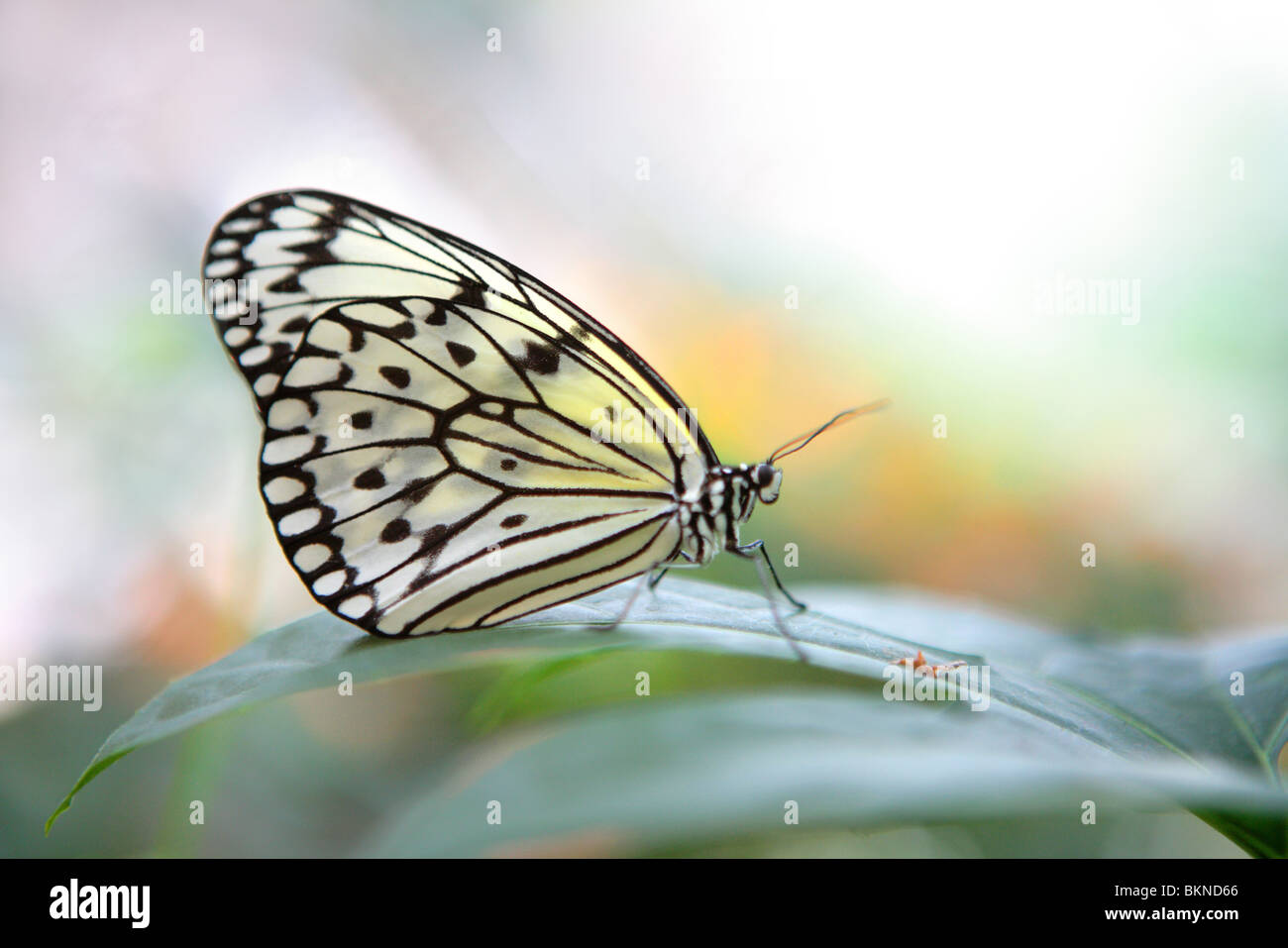 RICE PAPER BUTTERFLY (IDEA LEUCONOE Stock Photo - Alamy