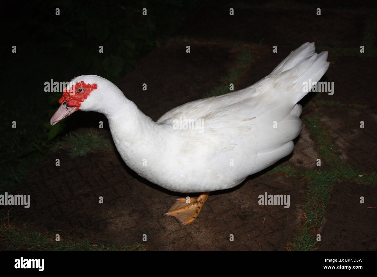 Red Beak Duck High Resolution Stock Photography and Images - Alamy