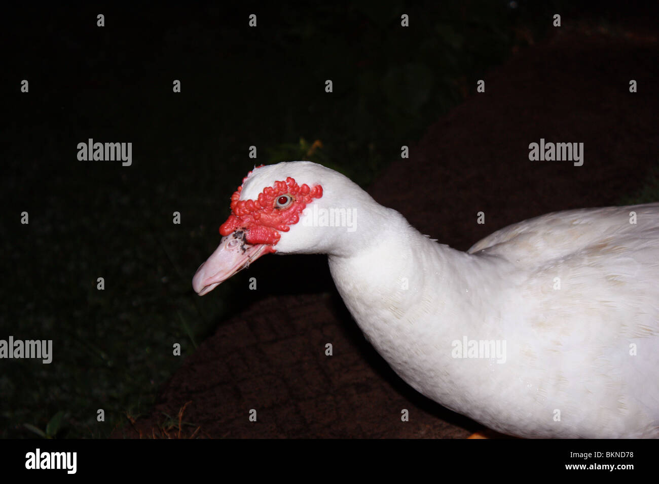 White Duck Profile High Resolution Stock Photography and Images - Alamy