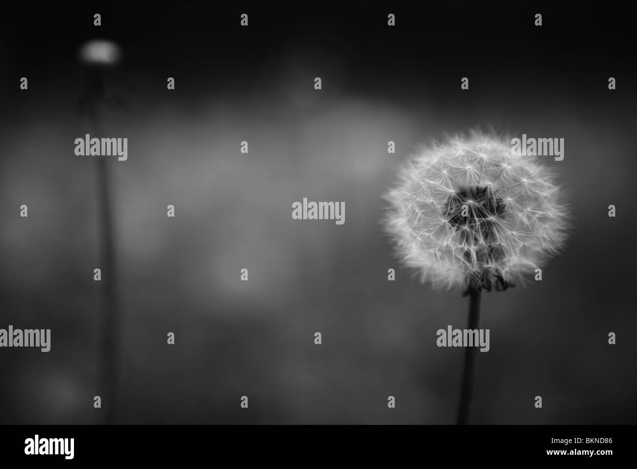 Image with a dandelion image Black and White Stock Photos & Images - Alamy