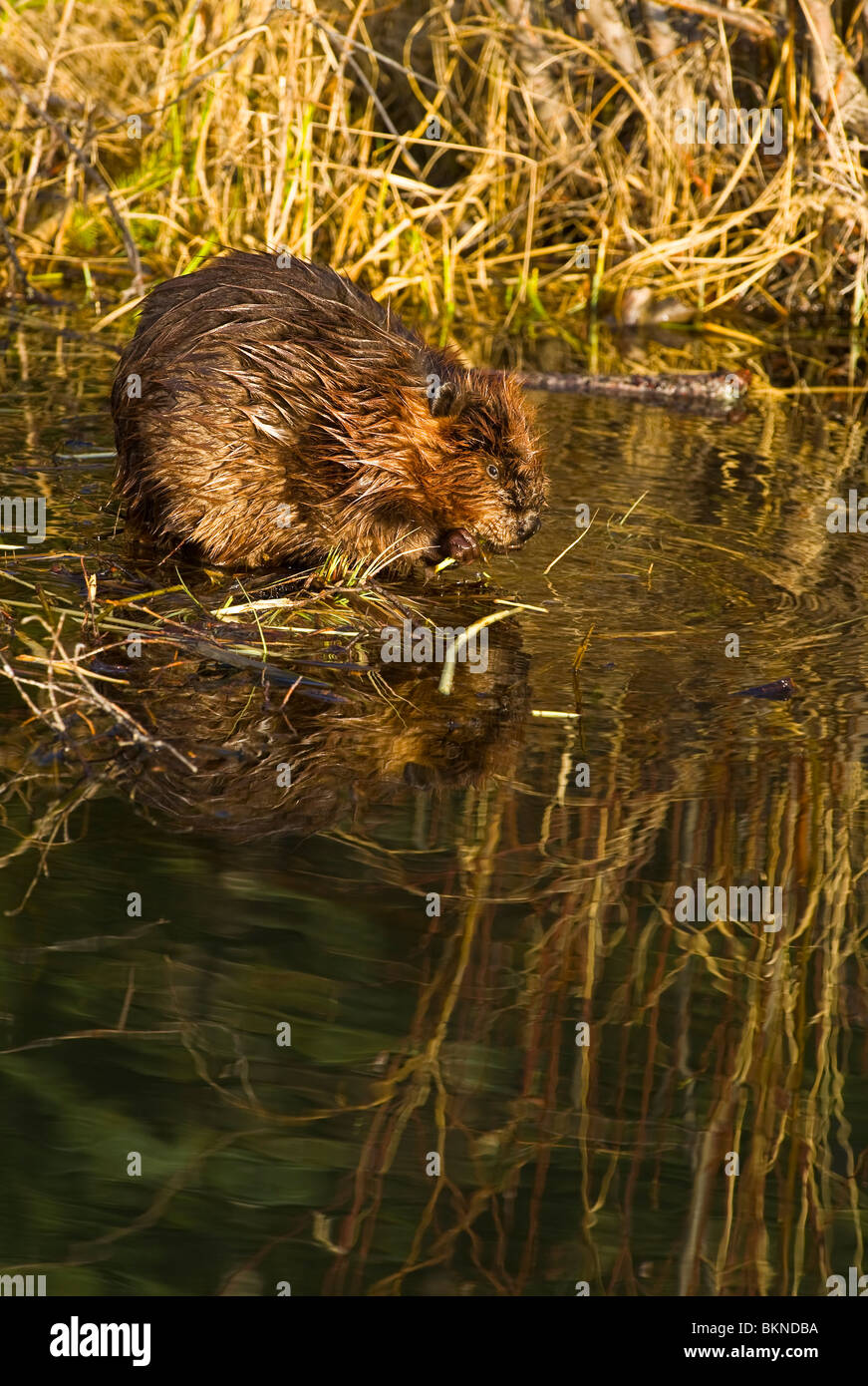 A young Beaver eating Stock Photo - Alamy